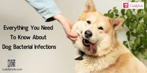 Everything You Need To Know About Dog Bacterial Infections - Cuddlytails