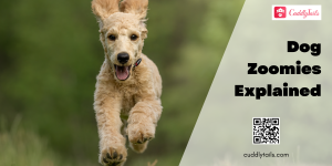 Dog Zoomies Explained - Cuddlytails
