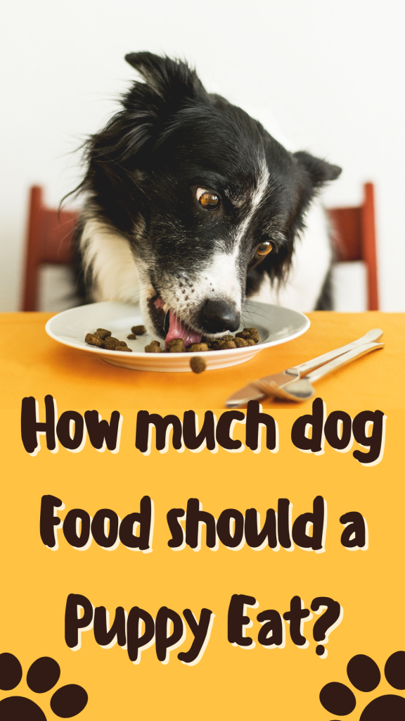 How Much Dog Food Should A Puppy Eat Cuddlytails