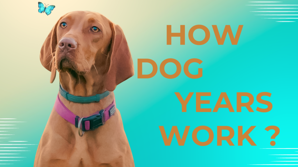 How dog years work? - Cuddlytails