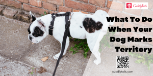 What To Do When Your Dog Marks Territory? - Cuddlytails
