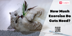 How Much Exercise Do Cats Need? - Cuddlytails