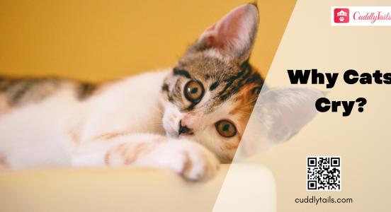 Why Cats Cry? - Cuddlytails