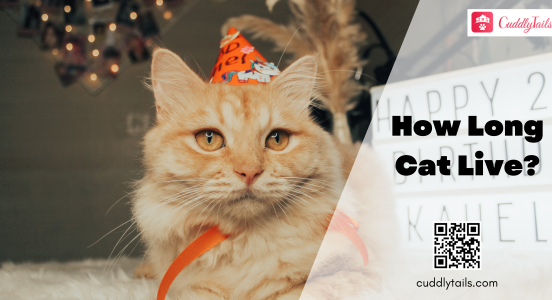 How dog years work? - Cuddlytails