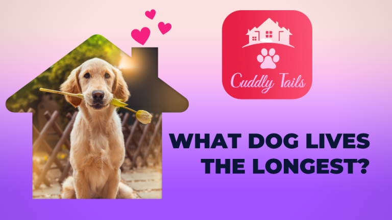 What dog lives the longest? - Cuddlytails