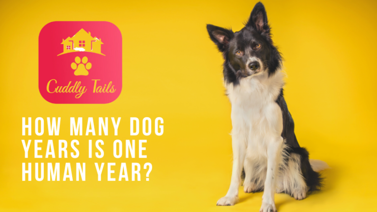 How many dog years is one human year? - Cuddlytails