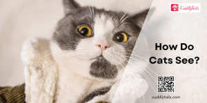 How Cats See? - Cuddlytails
