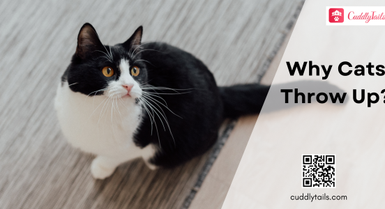 Why Cats Throw Up? - Cuddlytails Why Cats Throw Up? - Cuddlytails