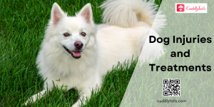 Common Dog Injuries and Treatments - Cuddlytails