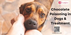 Chocolate Poisoning in Dogs and How To Treat It - Cuddlytails