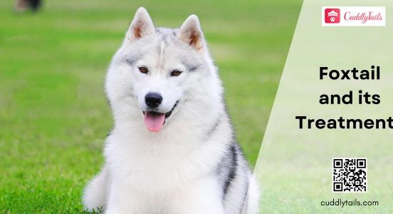 Common Dog Winter Injuries and Treatments - Cuddlytails