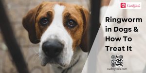 Ringworm in Dogs and How To Treat It - Cuddlytails