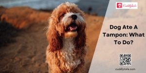 Dog Ate A Tampon: What To Do? - Cuddlytails