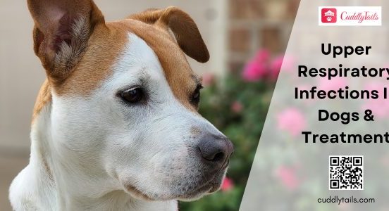 Upper Respiratory Infections In Dogs & Treatment - Cuddlytails