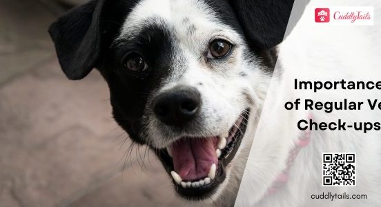 The Importance of Regular Vet Check-ups in Disease Prevention - Cuddlytails