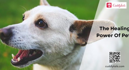 The Healing Power of Pets: Mental Health Benefits of Animal Companions ...