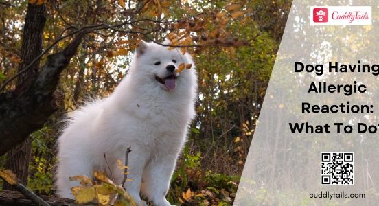 Dog Having Allergic Reaction: What To Do? - Cuddlytails