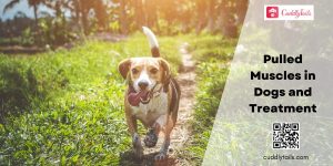 Pulled Muscles in Dogs and Treatment - Cuddlytails