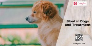 Bloat in Dogs and Treatment - Cuddlytails