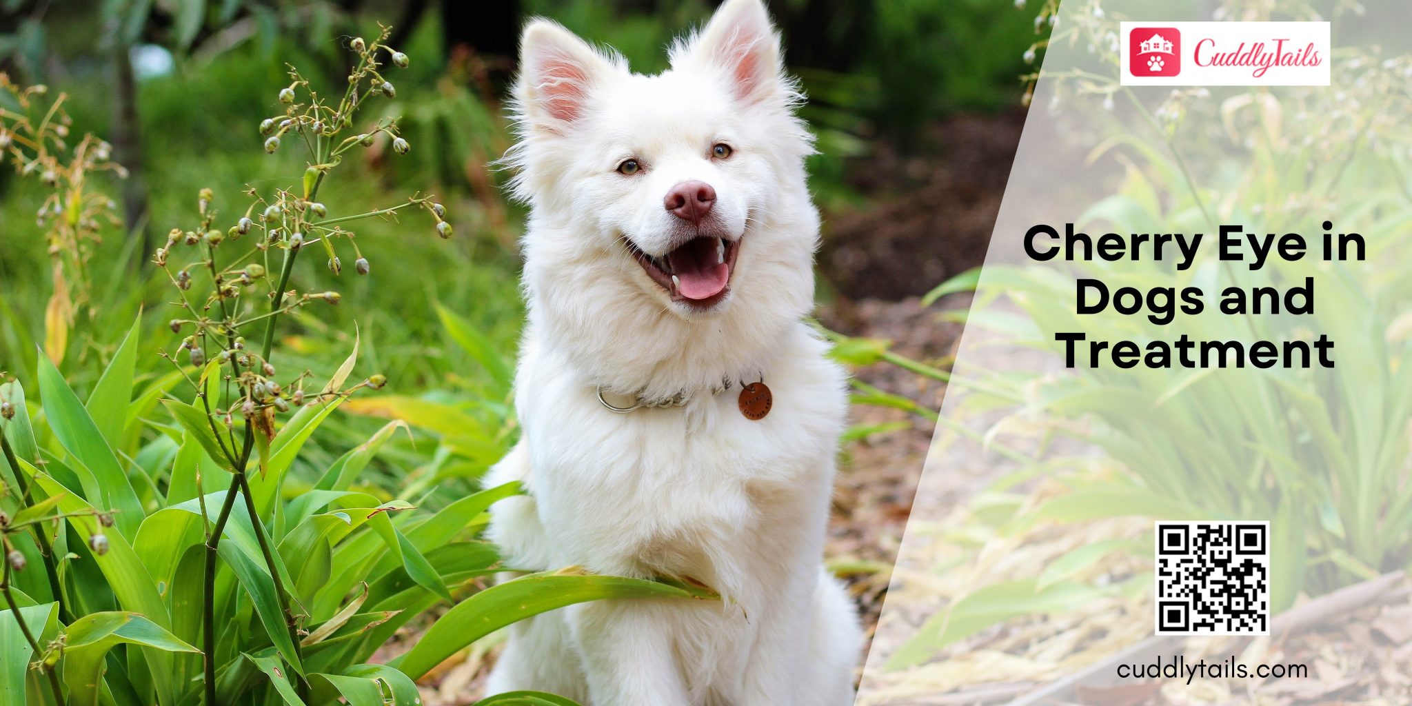 Cherry Eye in Dogs and Treatment - Cuddlytails