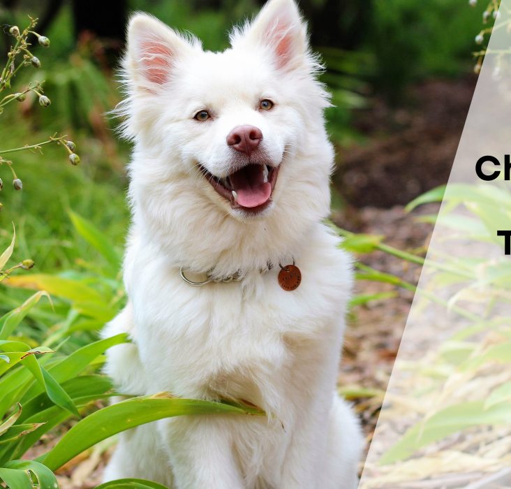 Why Is My Dog Whimpering And What To Do? - Cuddlytails