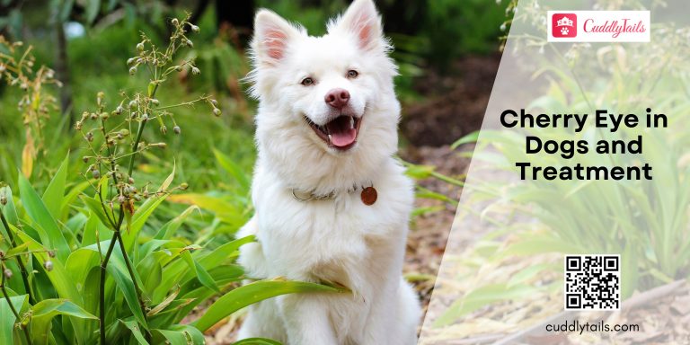 Cherry Eye in Dogs and Treatment - Cuddlytails