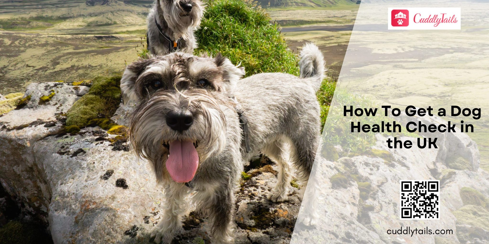How To Get a Dog Health Check in the UK - Cuddlytails