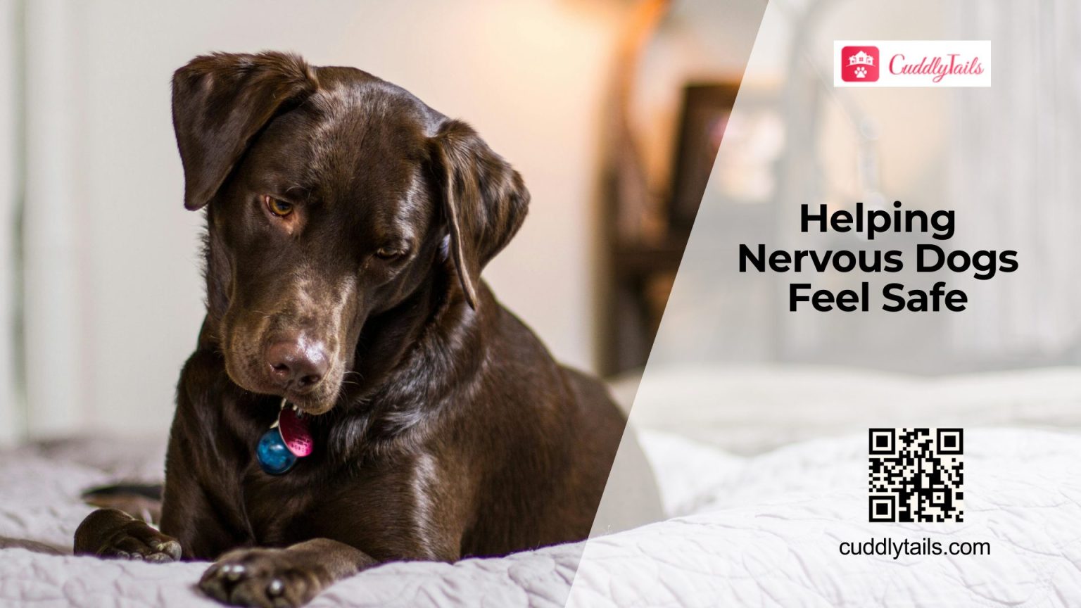 How to Help an Anxious Dog Feel Safe Again - Cuddlytails