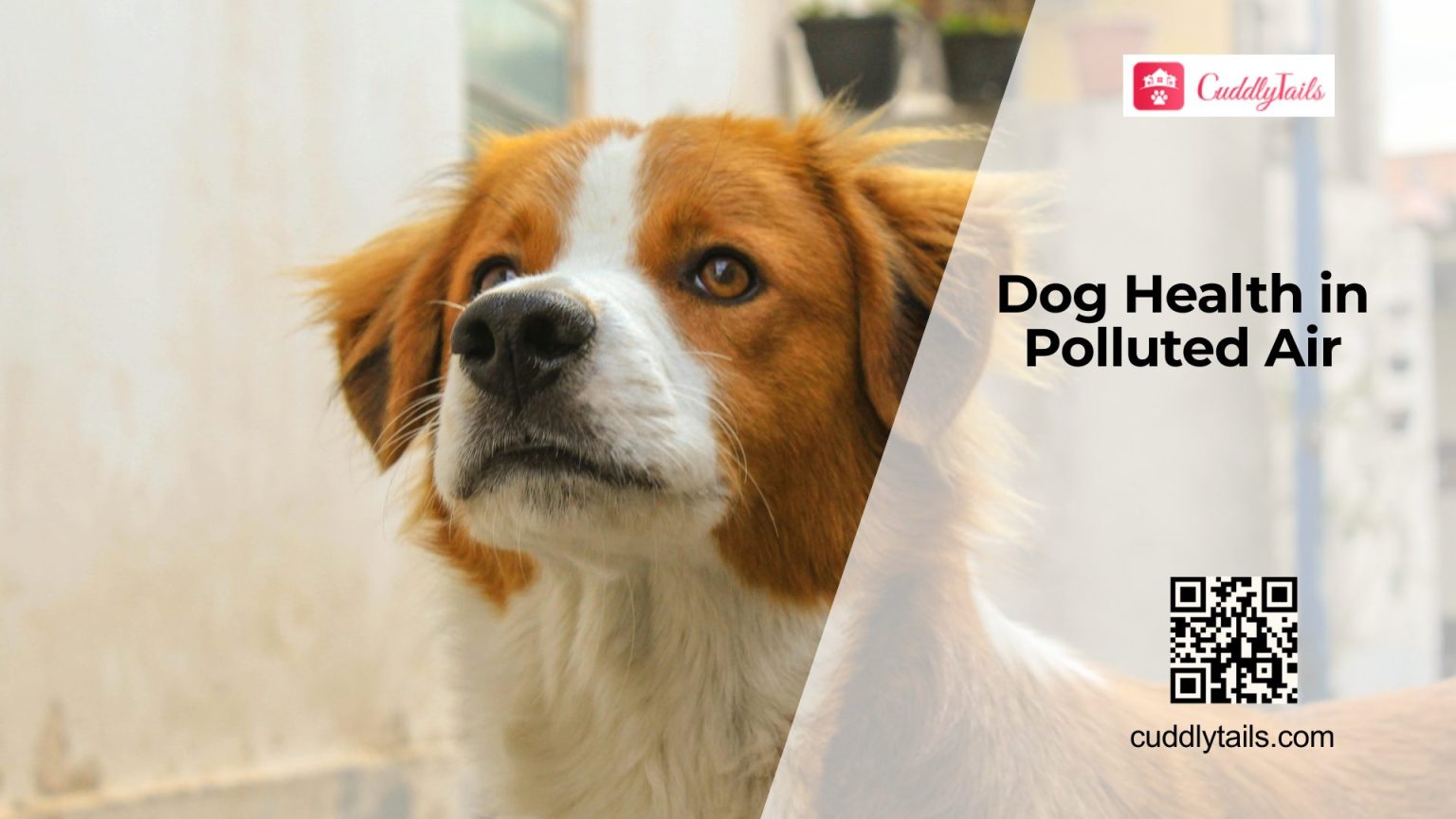 How Air Pollution Impacts Dog Health - Cuddlytails