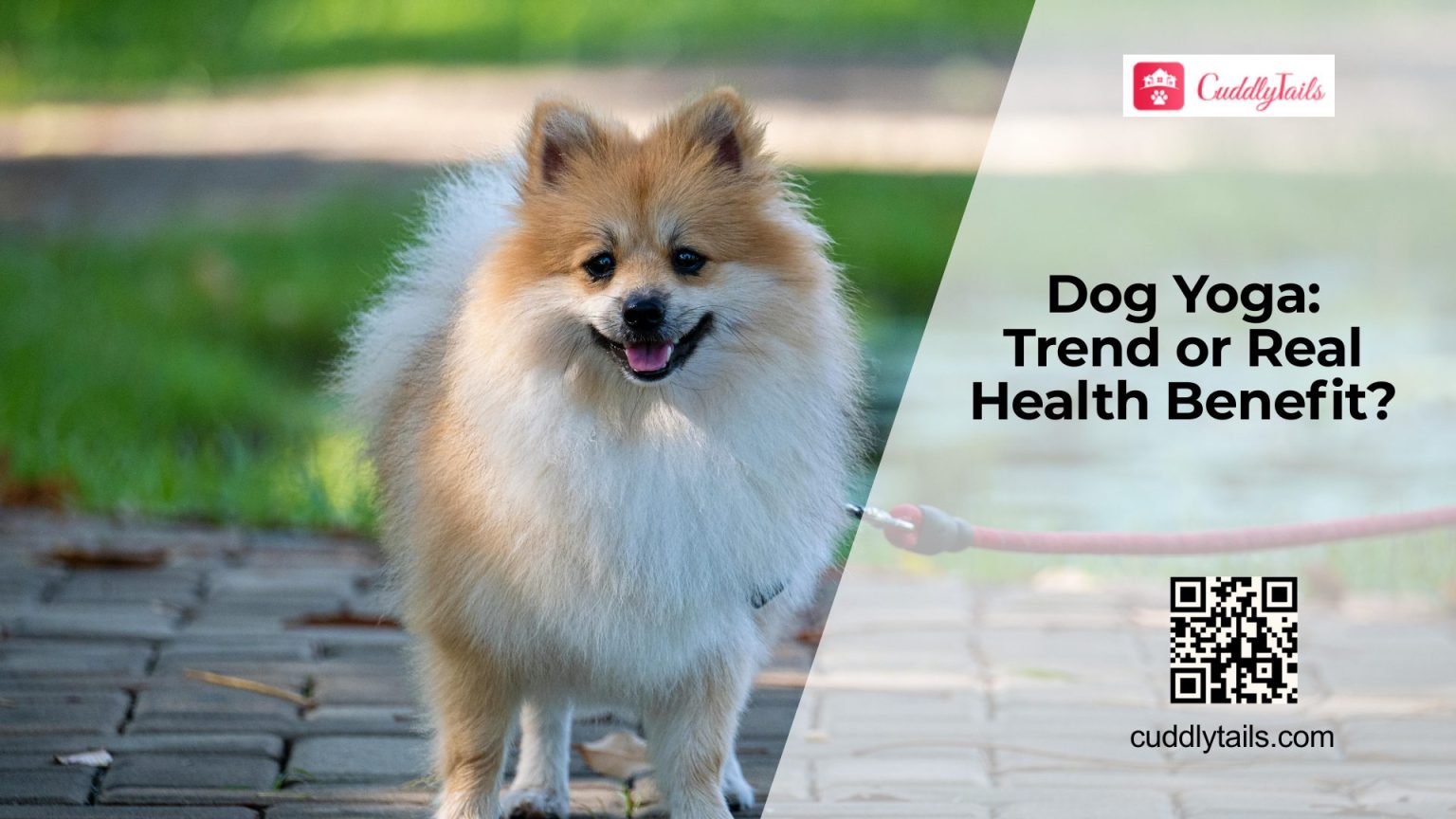 The Doga Trend: Stretching with Your Dog - Cuddlytails