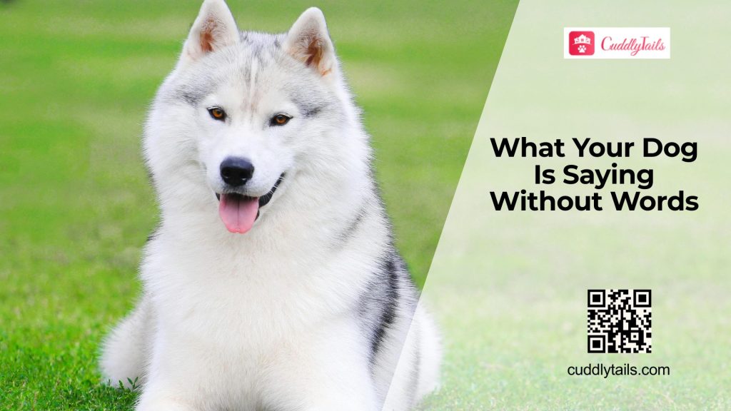 Dog Body Language Signs You Should Know - Cuddlytails