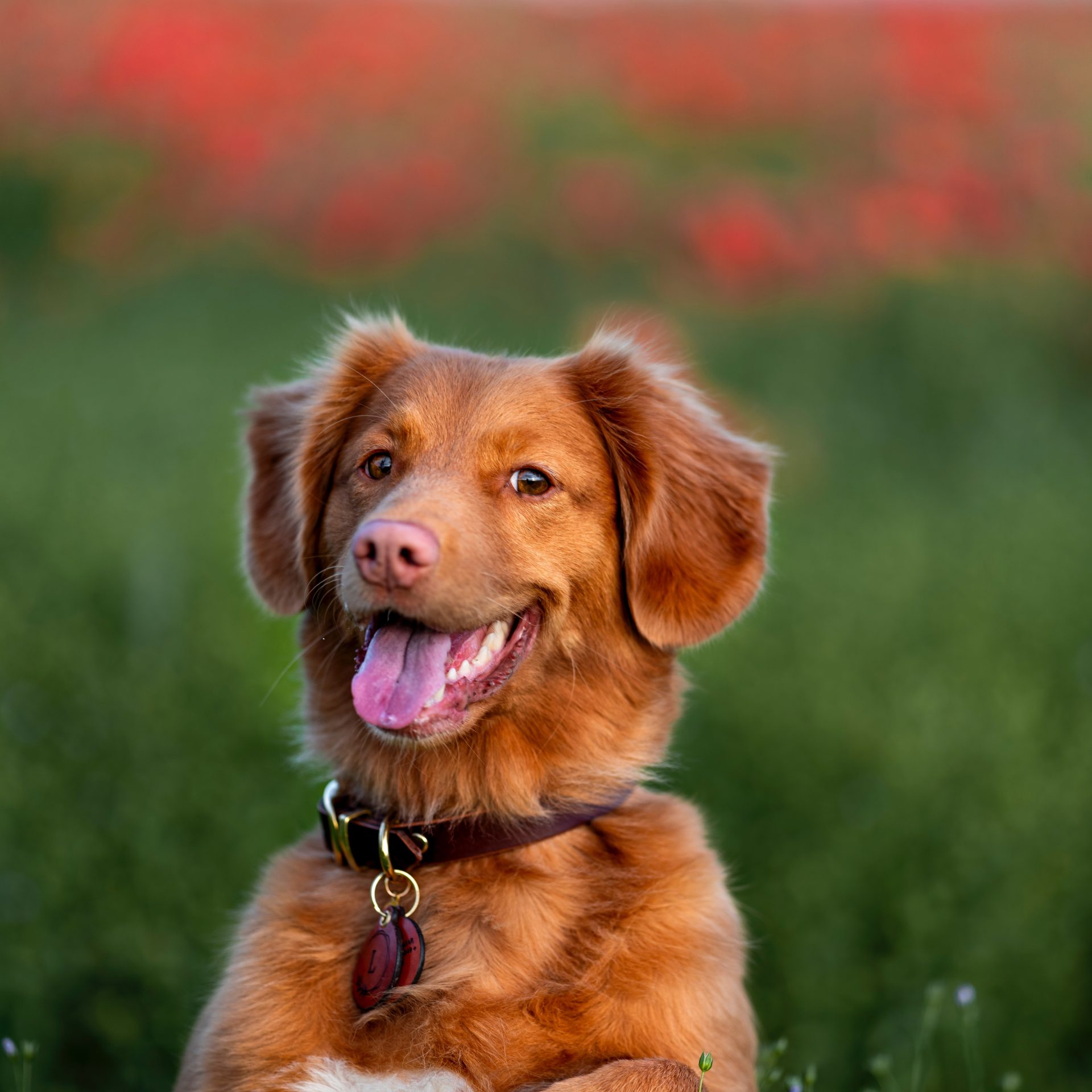 Dog Walker Job in Joplin, Missouri